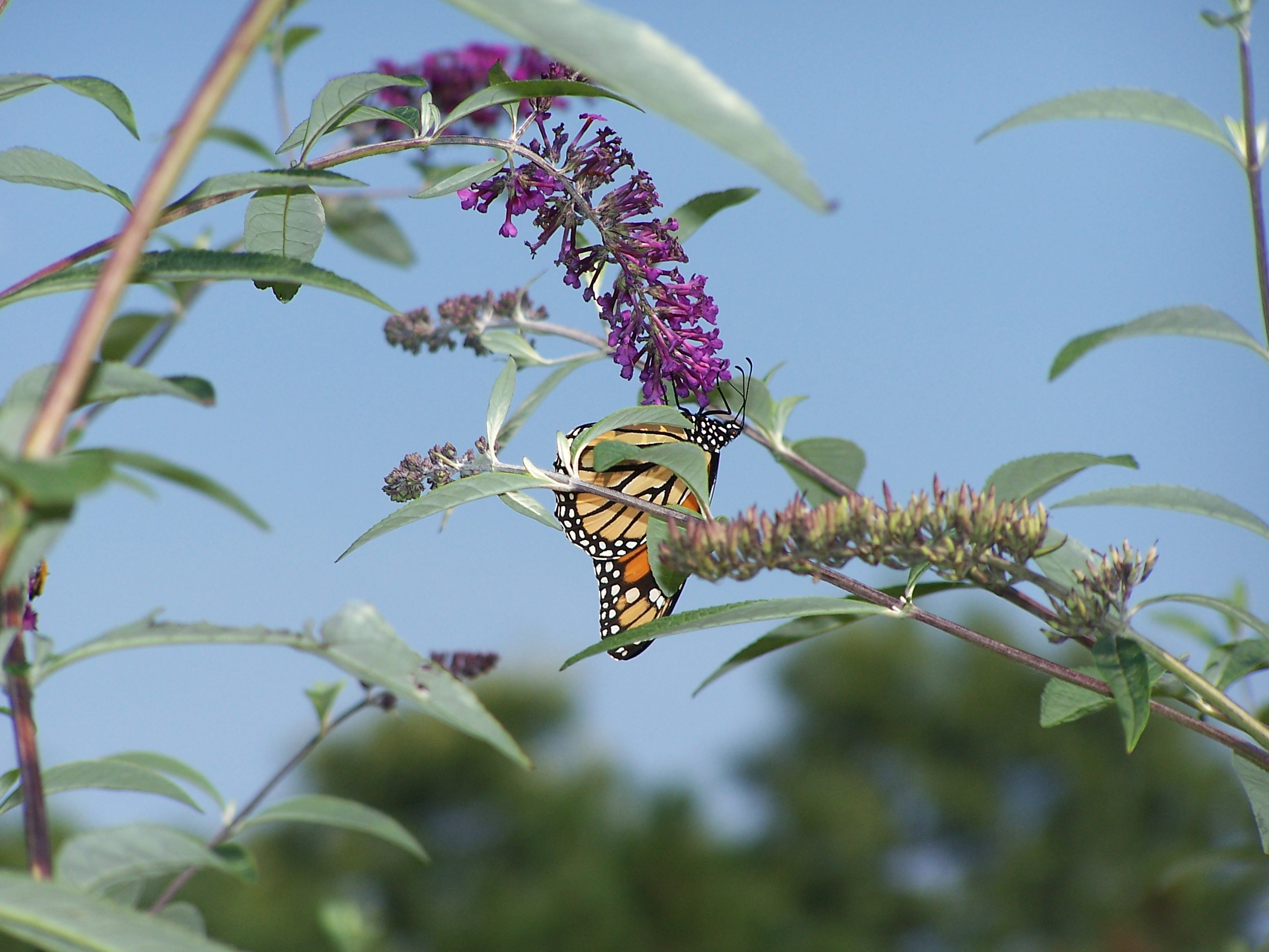 Flying Flowers photos